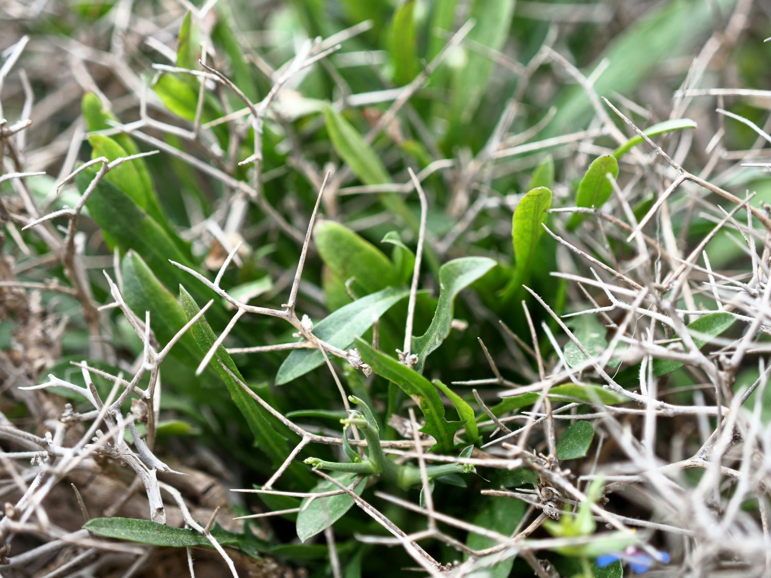 Σταμναγκάθι και τα «βρώματα» στην κόψη του χειμερίου κύματος | travel.gr