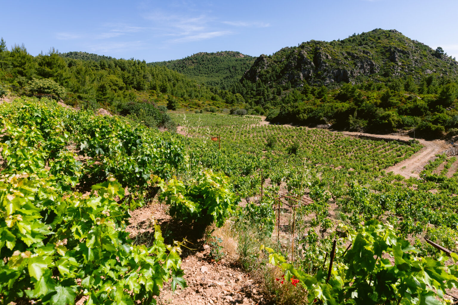 Η Ελλάδα του Κρασιού: Κόρινθος-Αργολίδα| travel.gr
