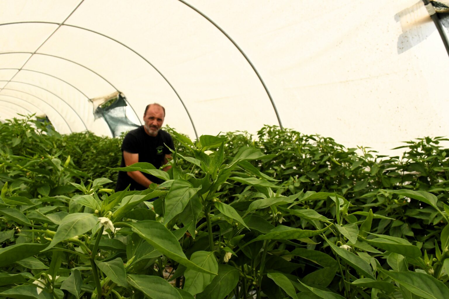 Εκπαιδευτικός από τις Σέρρες, «βασιλιάς» της μπακάλικης πιπεριάς ...
