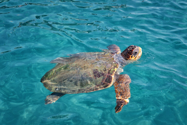 Kefalonia Uncovered: The Island’s Best Things To Do | Travel.gr/en