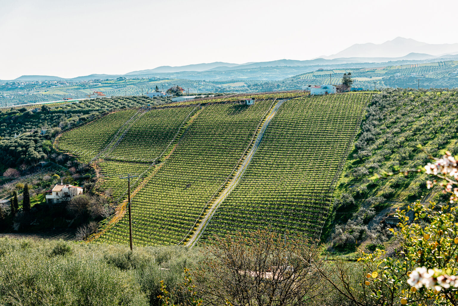 The Wine Heritage of Lasithi | travel.gr