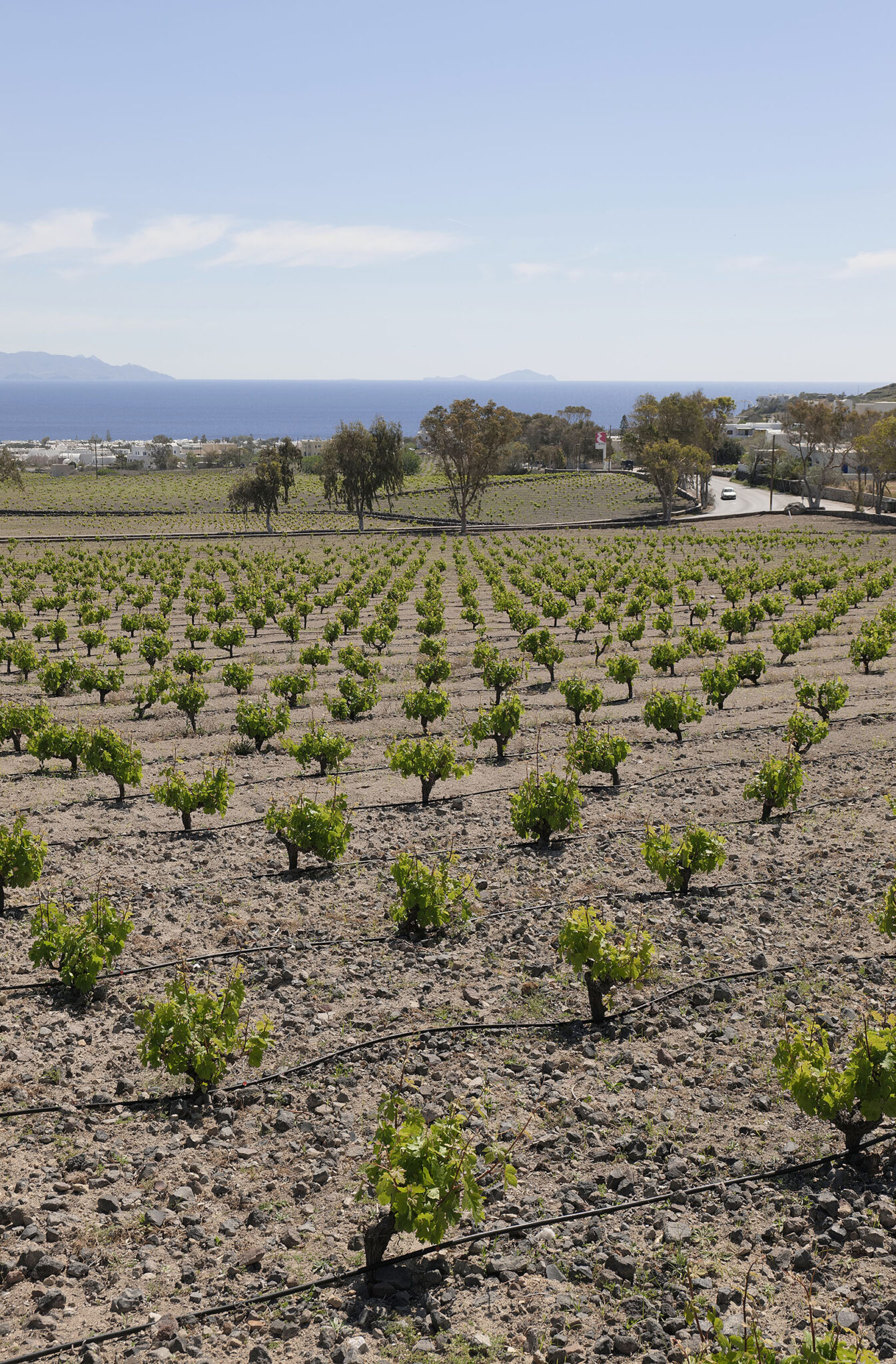 Santorini’s Iconic Top 5 Vineyards: Ash to Assyrtiko | Travel.gr/en